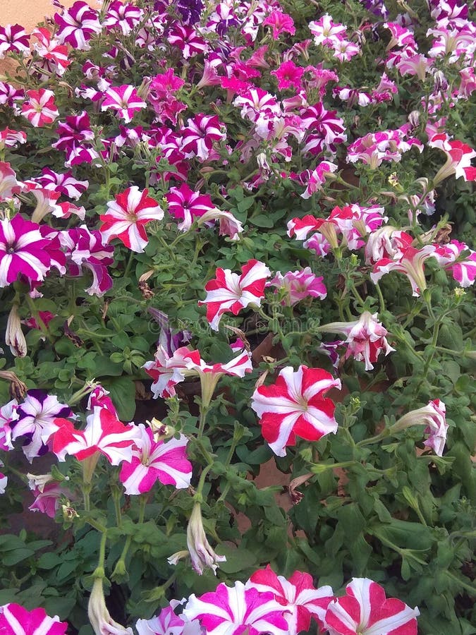 Beautiful Flowers Nice Pictures Stock Photo - Image of butifu, flowar ...