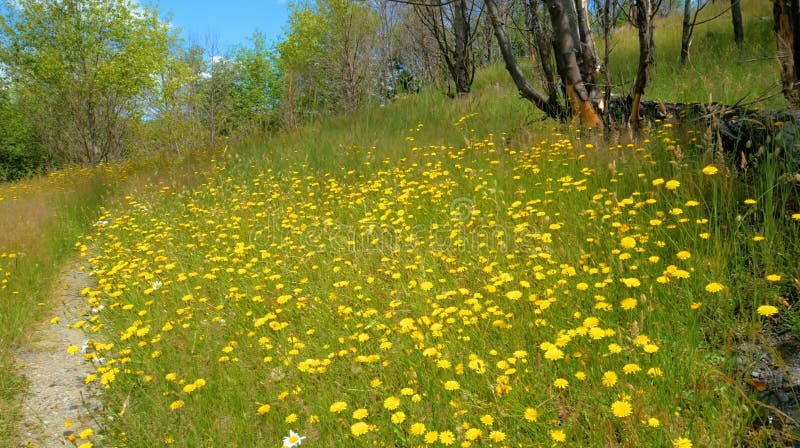 Beautiful Flowers we Observe. Stock Image - Image of observe, yellow ...