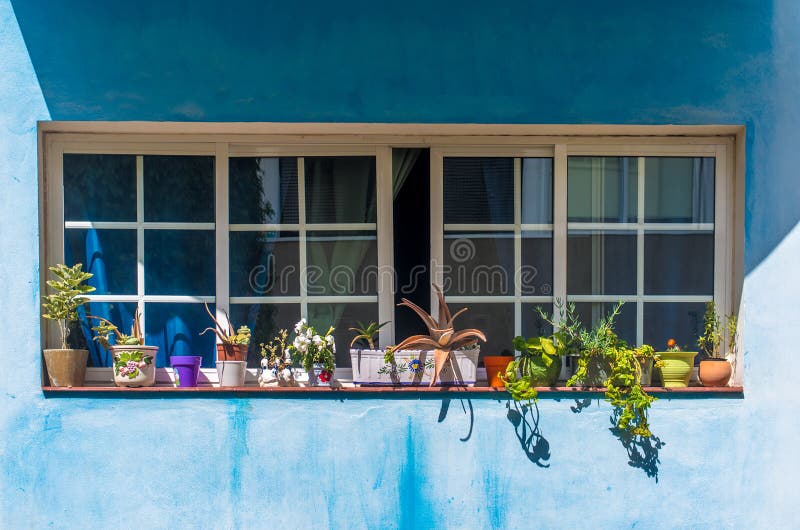 Beautiful Flowers in the Open Close Windows on Blue Canarian Wall Stock ...