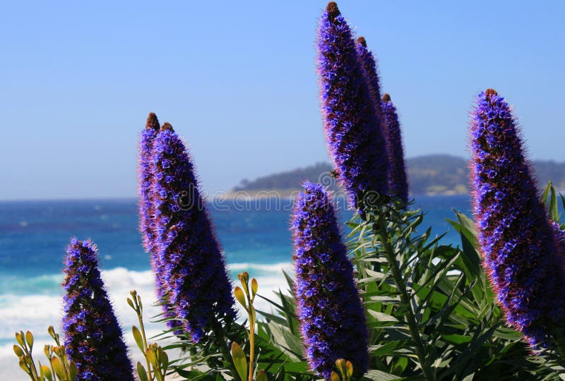 Beautiful Flowers Over Ocean Stock Image - Image of green, flower: 12997683