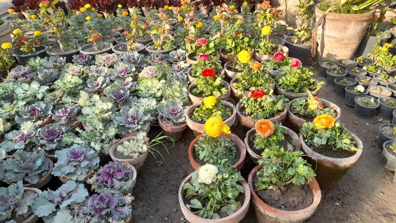 Beautiful Flowers in Pakistan ðŸ‡µðŸ‡° Stock Image - Image of ðÿ‡µðÿ ...