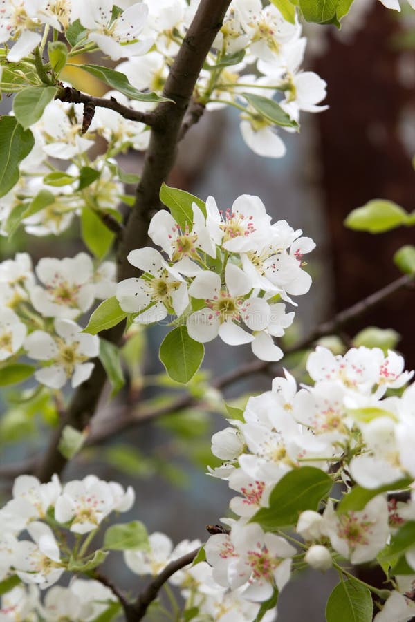 Beautiful Flowers on the Pear Tree Stock Image - Image of copy, beauty ...
