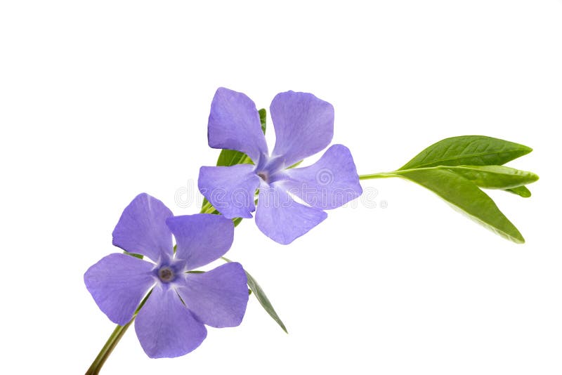 Beautiful Flowers Periwinkle Isolated Stock Photo - Image of plant ...