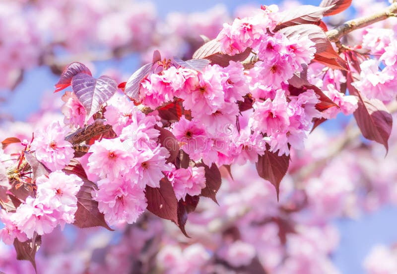 Beautiful Flowers of Pink Cherry Blossom Tree in Orchard, Sakura in Sun ...