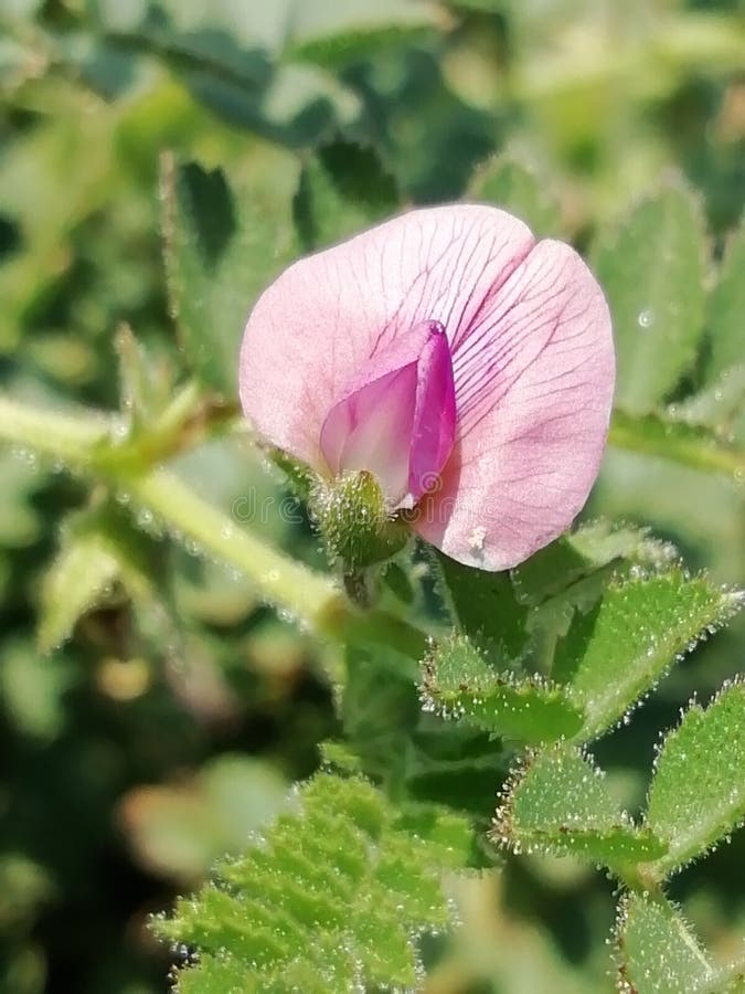 Beautiful Flowers in Pink Color Stock Image - Image of flowers, pink ...