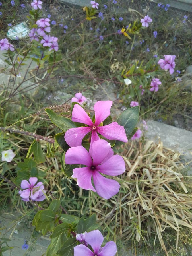 Beautiful Flowers of Pink Color. Stock Photo - Image of grass, flower ...