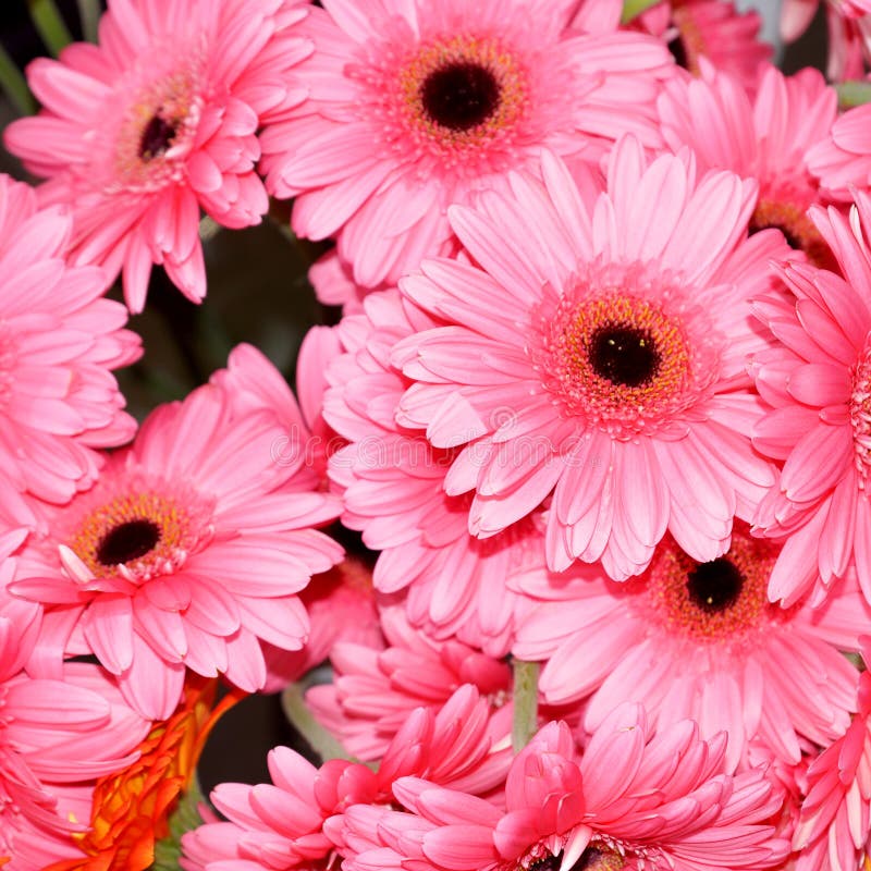 Beautiful Flowers of Pink Gerbera Stock Photo - Image of green, macro ...