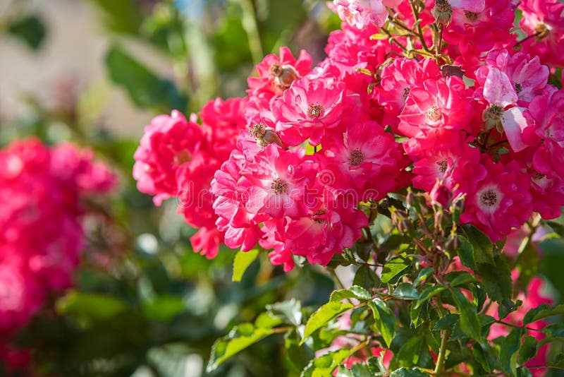 Pink rose in the garden stock photo. Image of gift, spring - 118661274