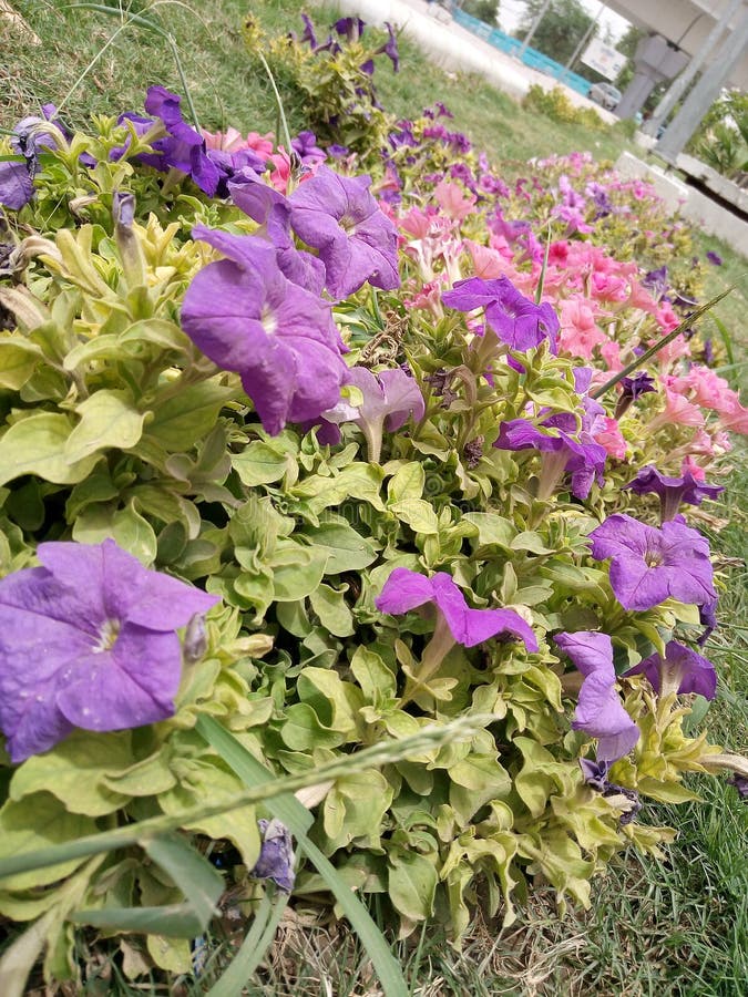 Beautiful flowers stock image. Image of flowers, feel - 120709497