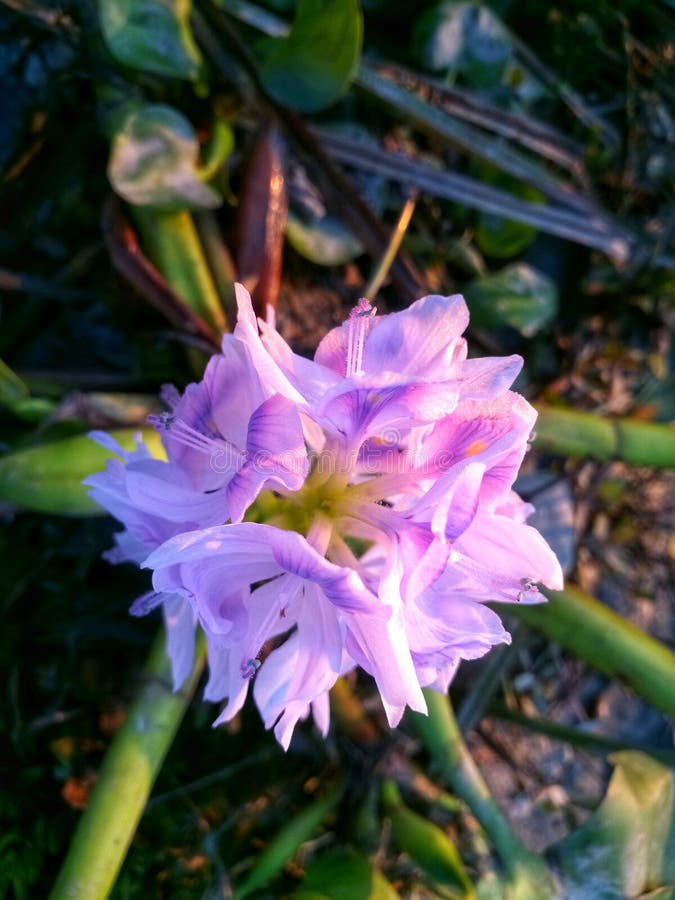 Beautiful Flowers in Pond Side Stock Image - Image of flowers, leaf ...