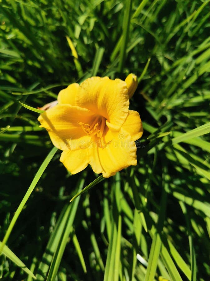 Beautiful Flowers in Quebec Stock Image - Image of blossom, leaf: 273499513