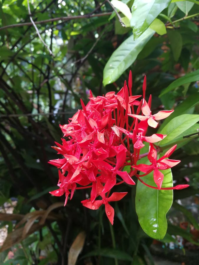Beautiful red flowers stock image. Image of flower, flowers - 101795309