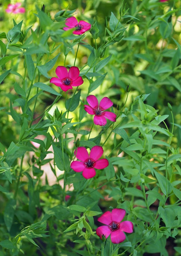 The Beautiful Flowers of Red Flax Stock Photo - Image of flora ...