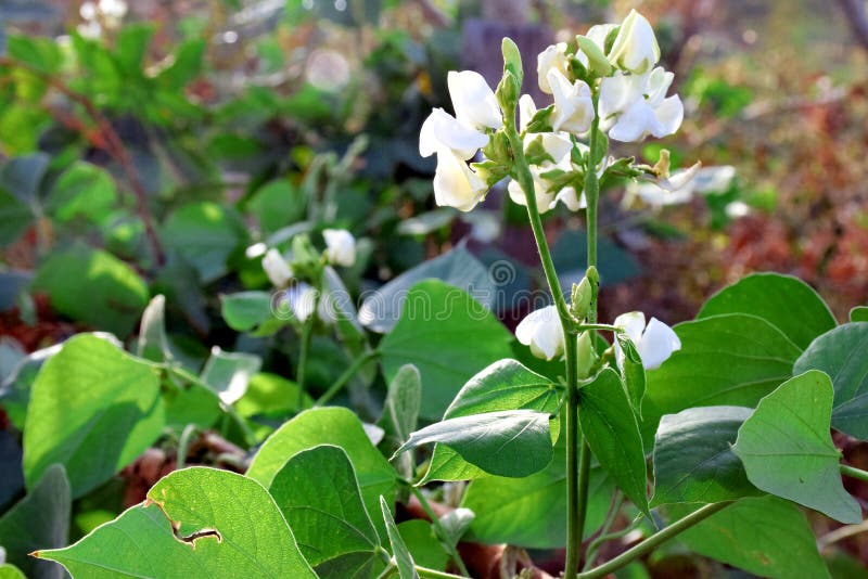 Beautiful Flowers of Runner Bean Plant Stock Image - Image of ...