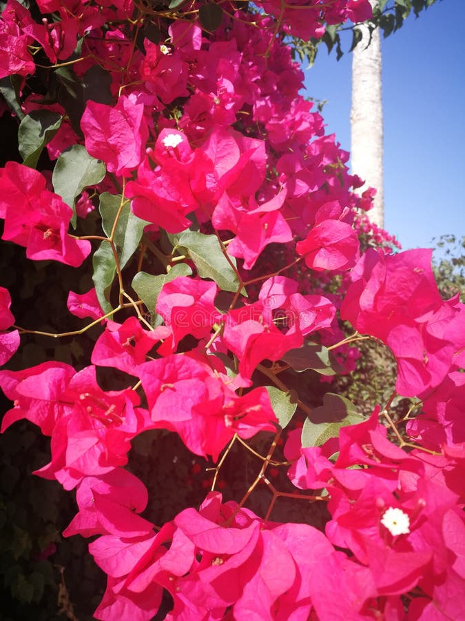 Flowers in Seville, Spain stock photo. Image of garden - 30841402