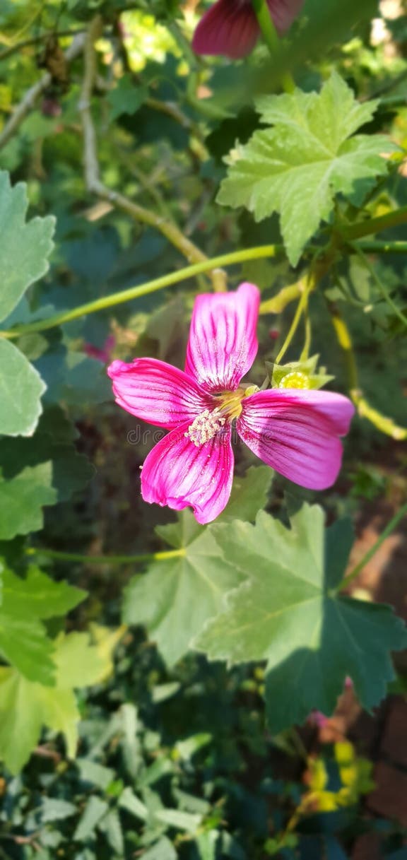 Beautiful Flowers in Shadow Stock Image - Image of flower, shadow ...