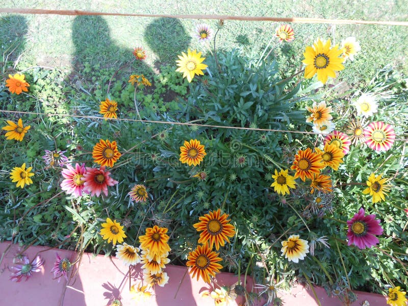 Beautiful flowers stock photo. Image of beautiful, colour - 110675170