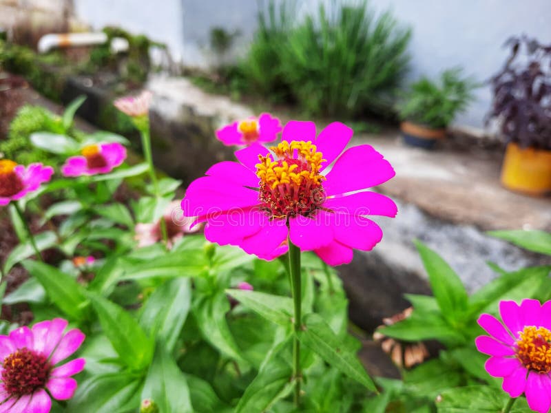 Shy flowers side by side stock image. Image of creature - 119405825