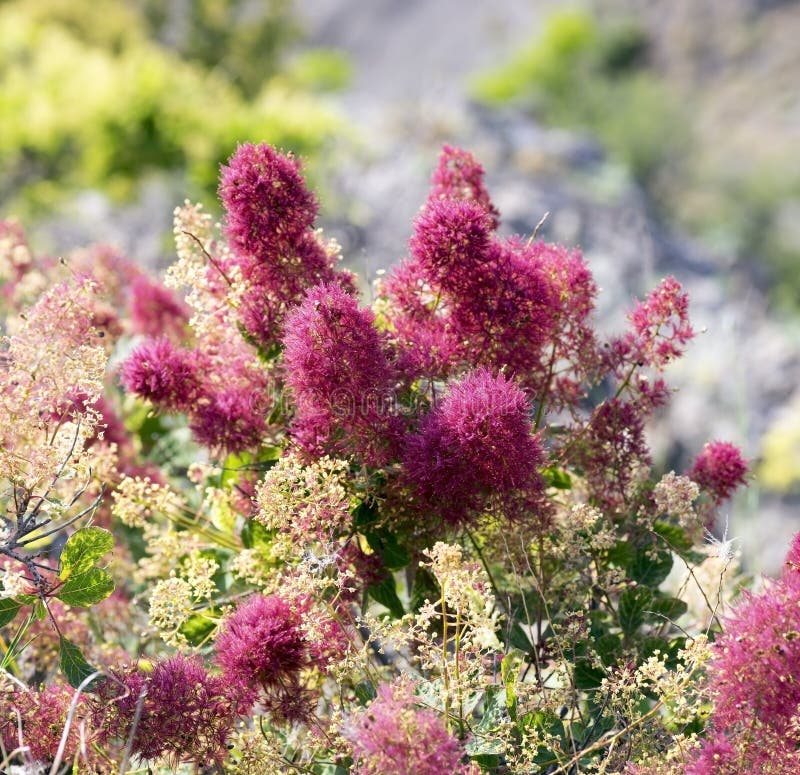 Beautiful Flowers of the Smoke Tree. Stock Photo - Image of plant ...