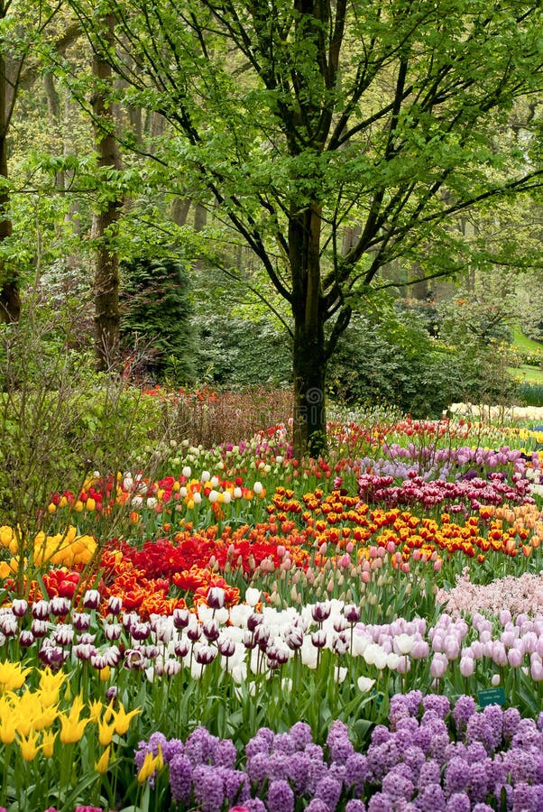 Beautiful Sunny Morning at the Keukenhof Gardens Stock Photo - Image of ...