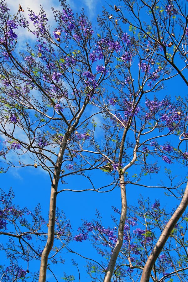 Beautiful Flowers on a Spring Tree. Seasons in Nature. Vertical Shot ...