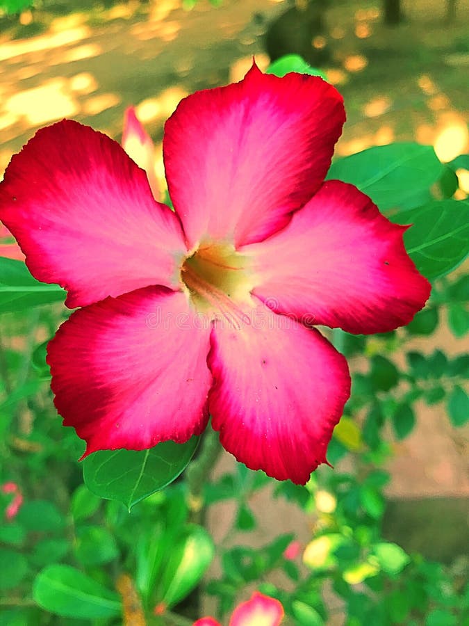 Araliya Flowers Stock Photos - Free & Royalty-Free Stock Photos from ...