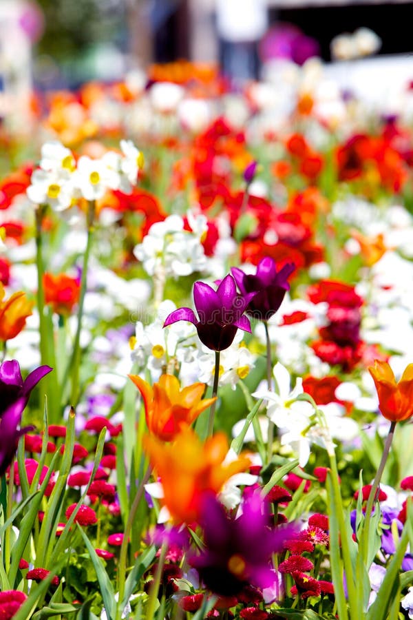 Collection of flowers stock photo. Image of bunch, garden - 120970798