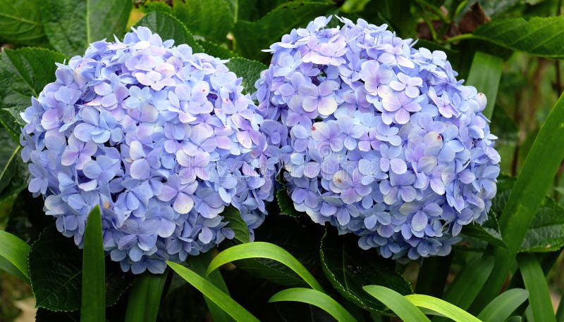 Inseparable stock photo. Image of feather, isolate, african - 149321258