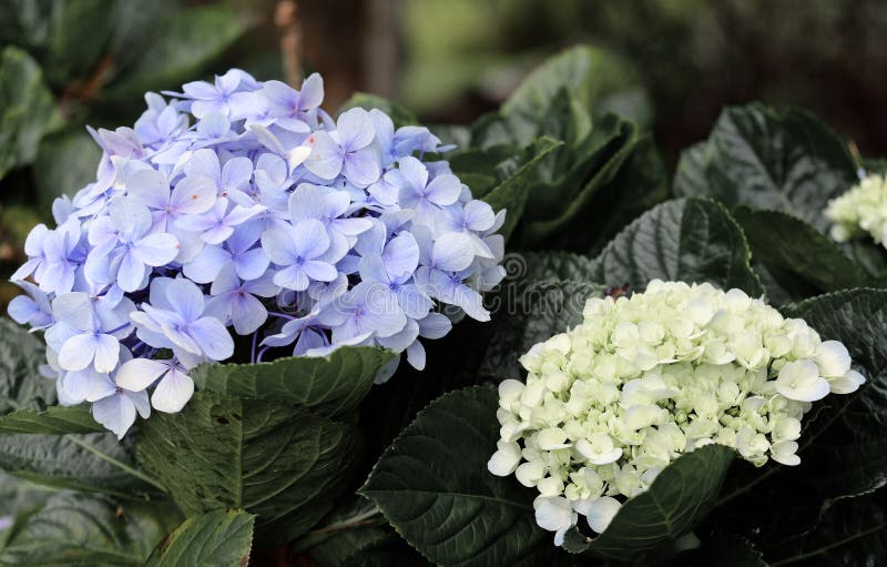 Inseparable stock photo. Image of feather, isolate, african - 149321258