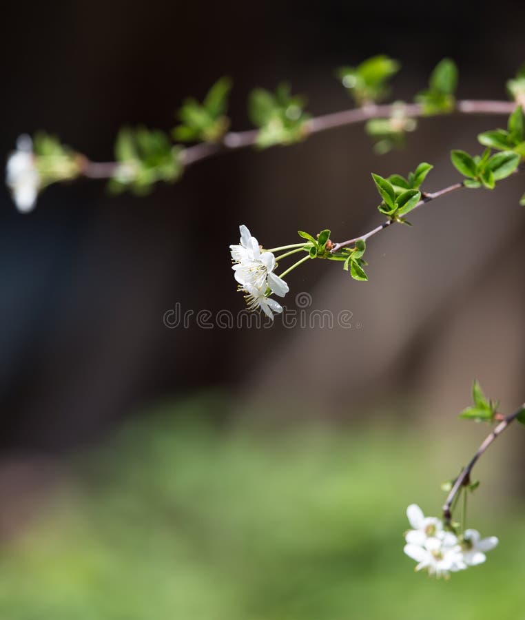 Beautiful Flowers on a Tree Branch in Nature Stock Image - Image of ...