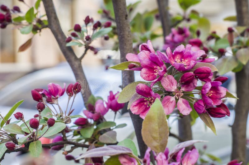 Beautiful Flowers on a Tree Branch Stock Photo - Image of botanic ...