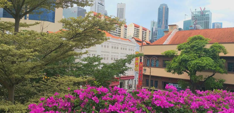 Beautiful Flowers, Tree, and Building in Singapore Editorial Stock ...
