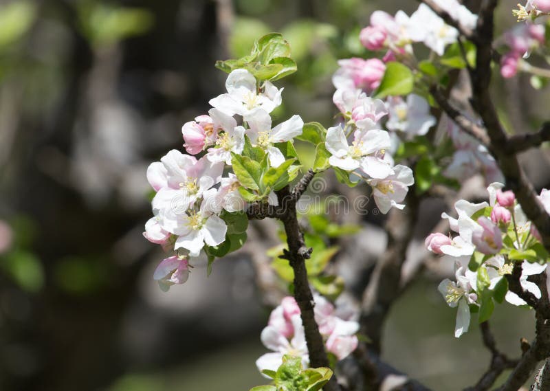 Beautiful Flowers on the Tree in Nature Stock Photo - Image of harmony ...