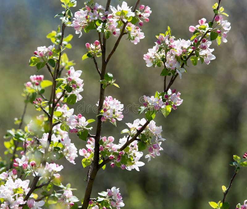 Beautiful Flowers on the Tree in Nature Stock Photo - Image of closeup ...
