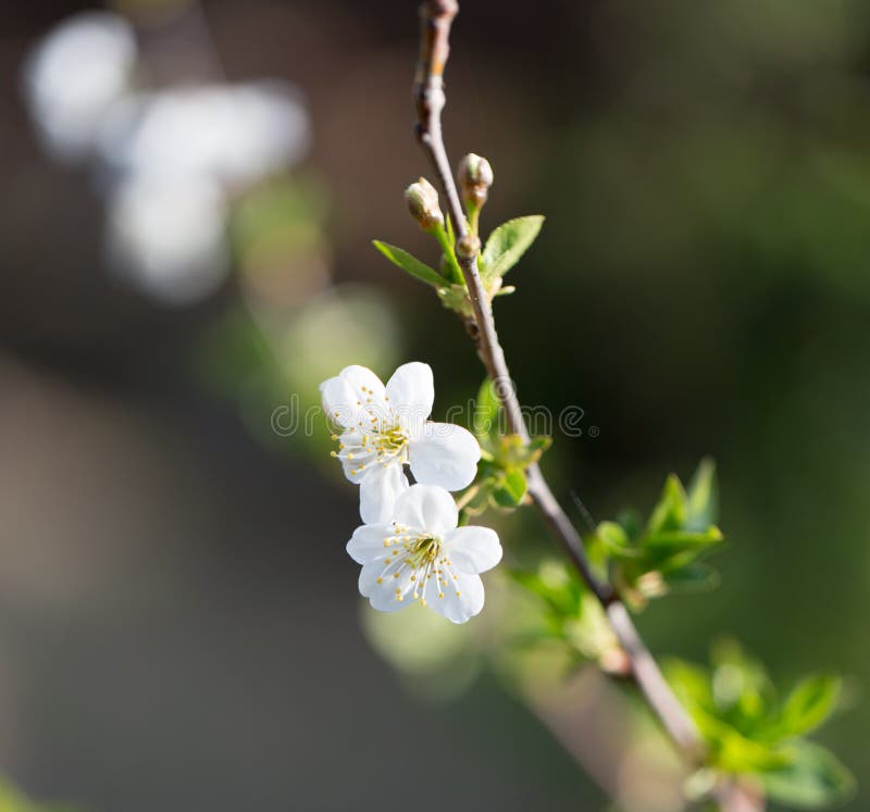 Beautiful Flowers on a Tree Stock Photo - Image of botany, bright ...