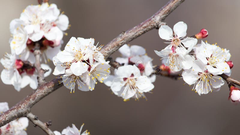 Beautiful Flowers on a Tree in Spring Stock Photo - Image of blossoming ...