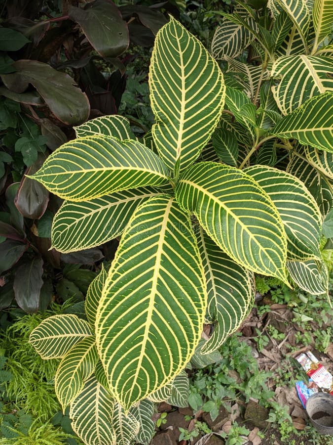 Beautiful Flowers with Unique Color Combinations Stock Photo - Image of ...