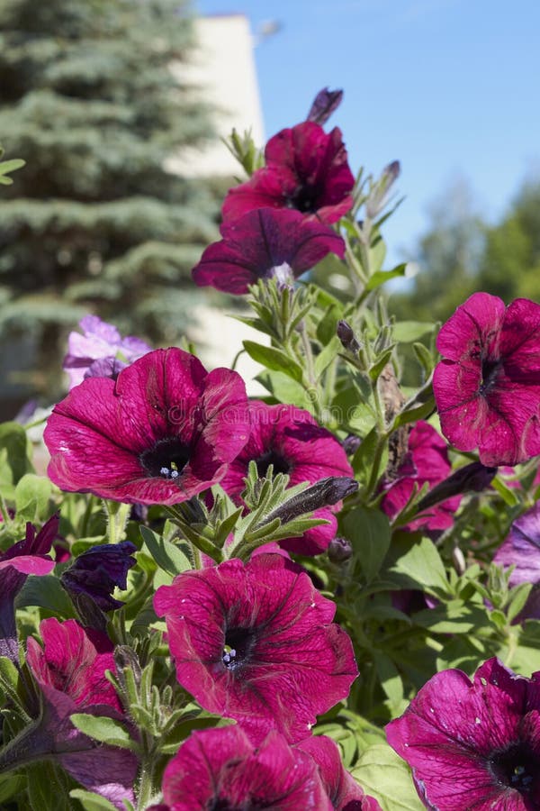 Beautiful Flowers of Violets on the Flowerbed in Summer Stock Photo ...