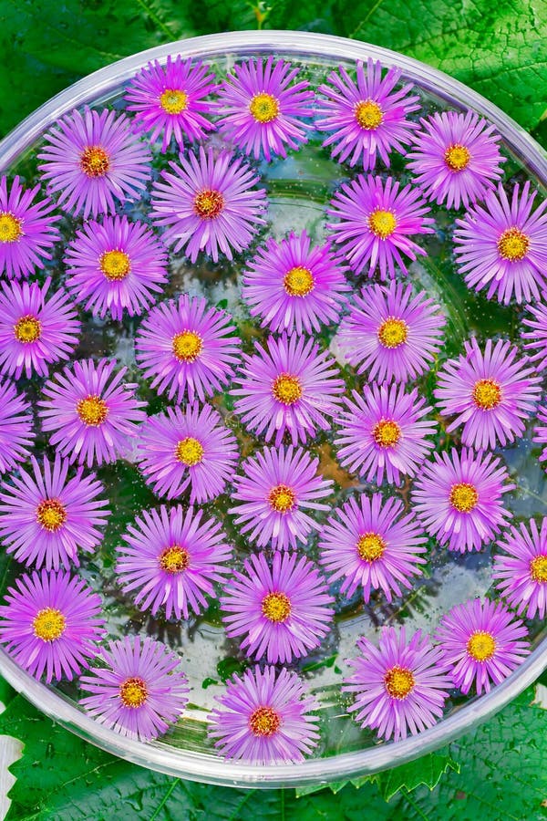 Beautiful Flowers in the Water Stock Photo - Image of interior ...