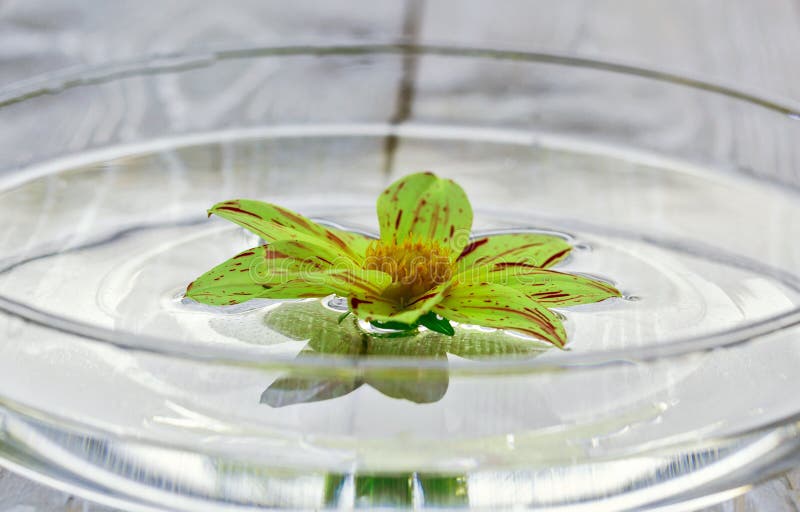 Beautiful Flowers in the Water Stock Image - Image of flower ...