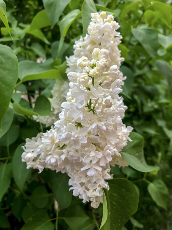 White Lilac Flowers in the Garden in Spring Stock Photo - Image of ...