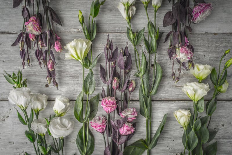 Beautiful Flowers on the White Wooden Background Stock Photo - Image of ...