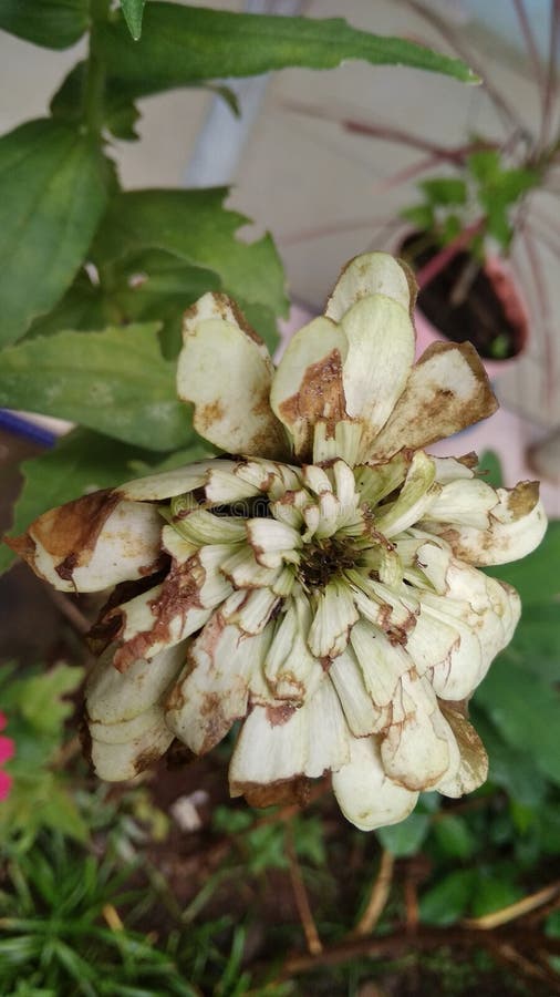 Beautiful Flowers are Withering Stock Photo - Image of produce, nature ...