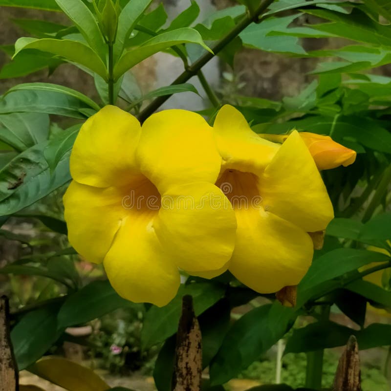 Flowers Yellow Jaba Stock Photos - Free & Royalty-Free Stock Photos ...