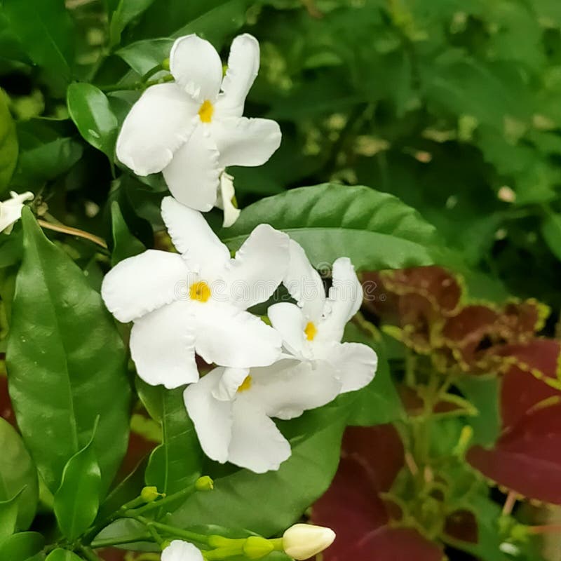 Beautiful Flowers Yellow Jaba Stock Photo - Image of branch, meadow ...