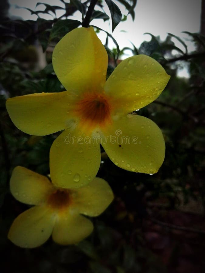 Beautiful Flowers Yellow Water Power Stock Photo - Image of water ...