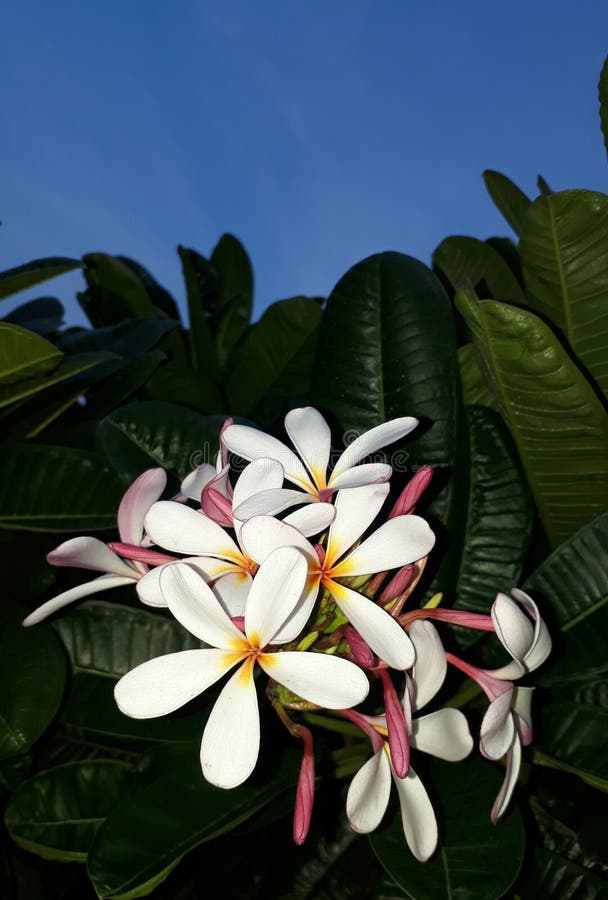 Beautiful White Flowers Chembakam Stock Image - Image of group, nature ...