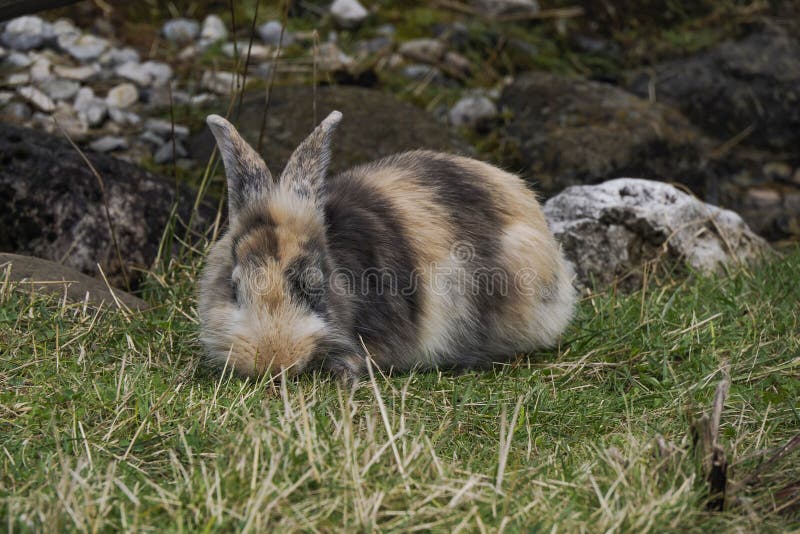 Beautiful Fluffy Angora Rabbit Sitting Outdoors in Summer Stock Image ...