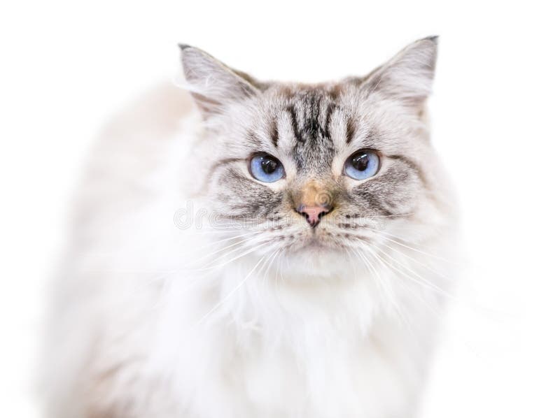 Fluffy Birman Cat Sleeping on Sofa Stock Photo - Image of sleep, head ...