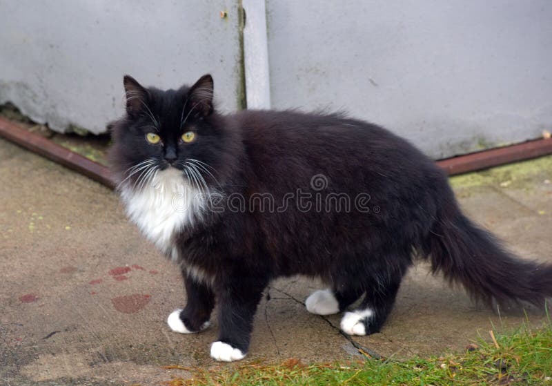 Beautiful Fluffy Black and White Cat Stock Image - Image of eyes ...